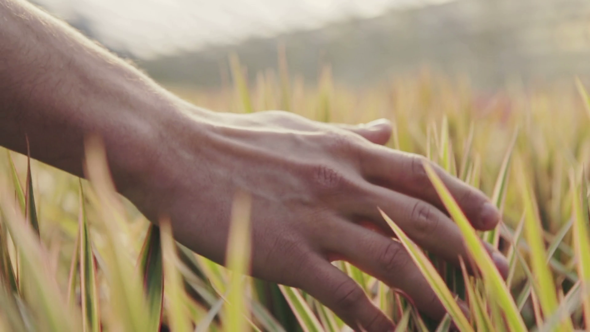 Gardener Hand Slowly Touches Leaves Of Pots Stock Footage SBV-347622482 ...