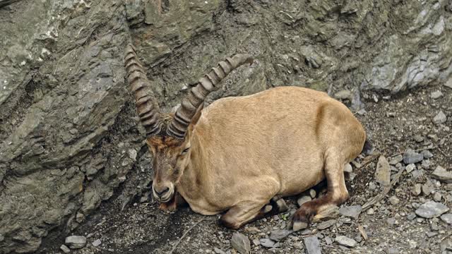 Animal Eating Prey Stock Footage: Royalty-Free Video Clips - Storyblocks