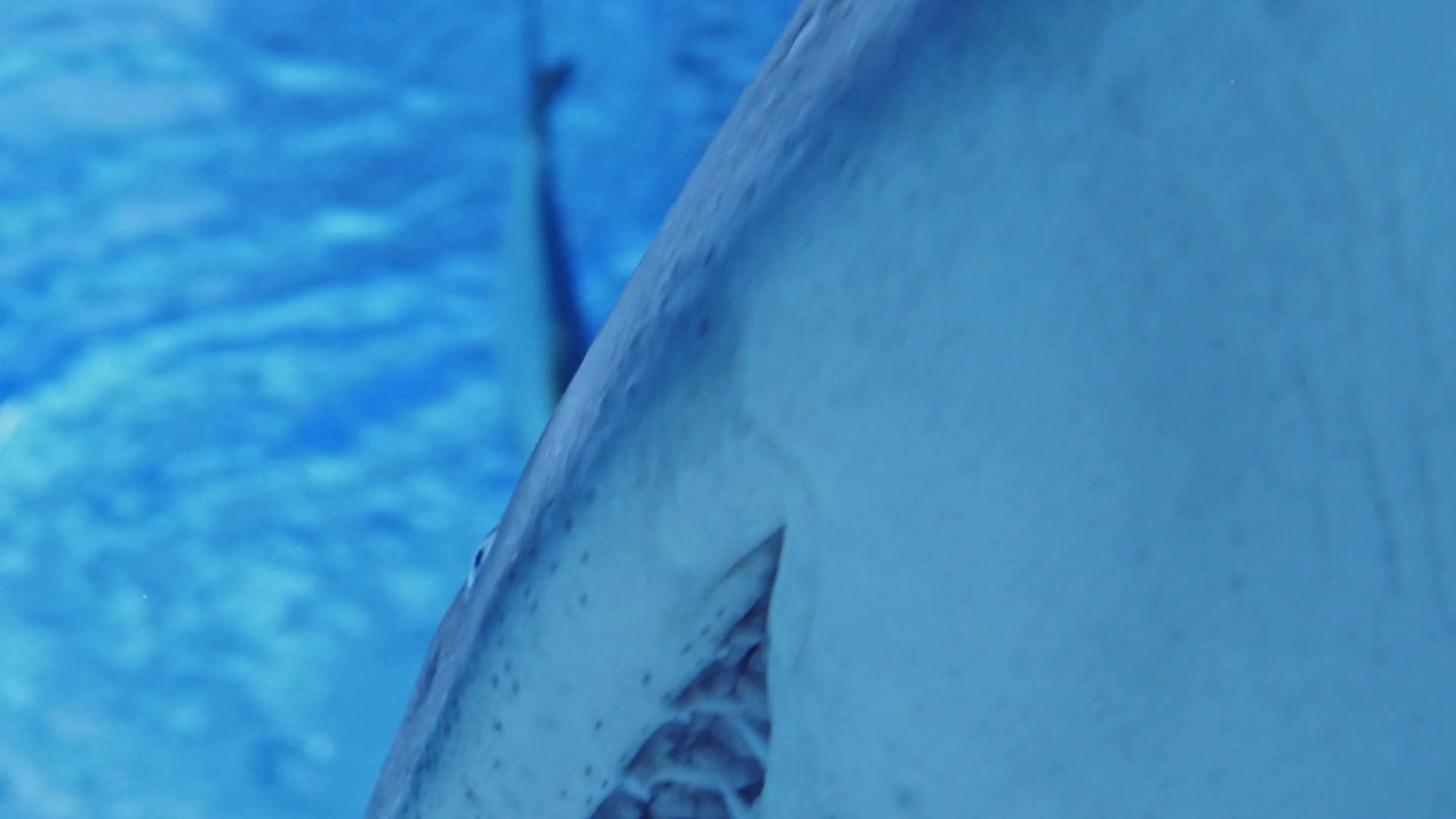 Close Up On Face Of Shark In Blue Water With Stock Footage SBV ...