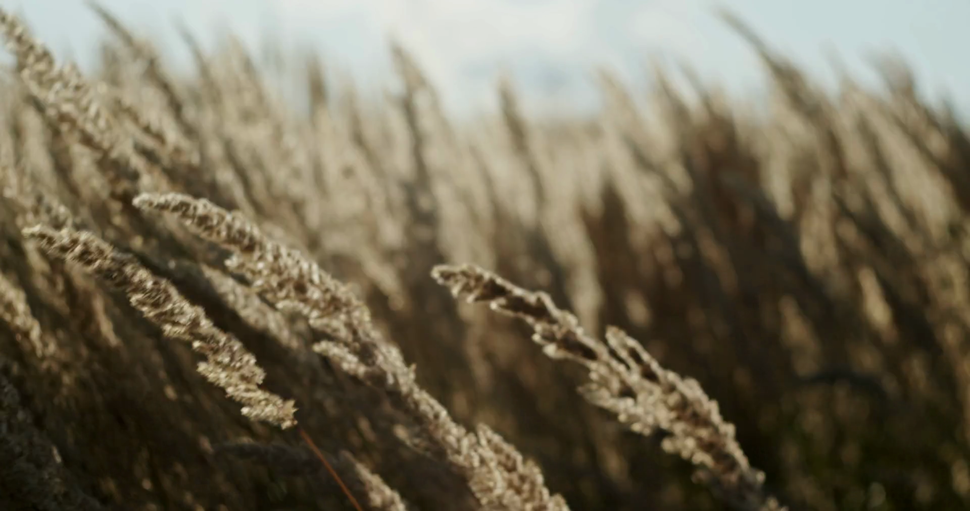 Closeup Of Dry Grass With Spikes Swaying On Stock Footage SBV-347667134 ...