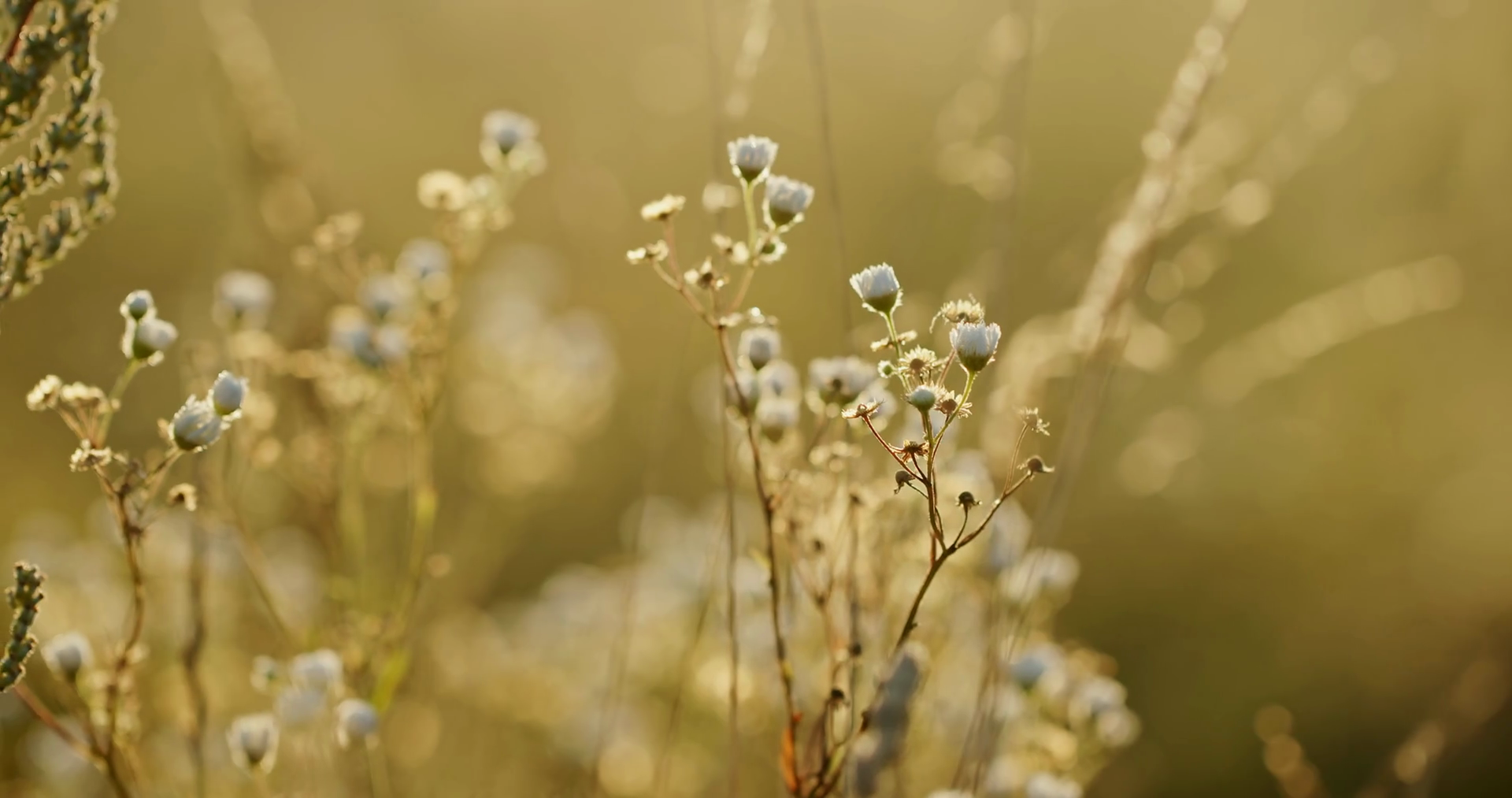 Wildflowers Growing In Summer Field Closeup Stock Footage SBV-347659495 ...