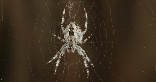 Scholastic News Spider Video Stock Footage: Royalty-Free Video Clips ...