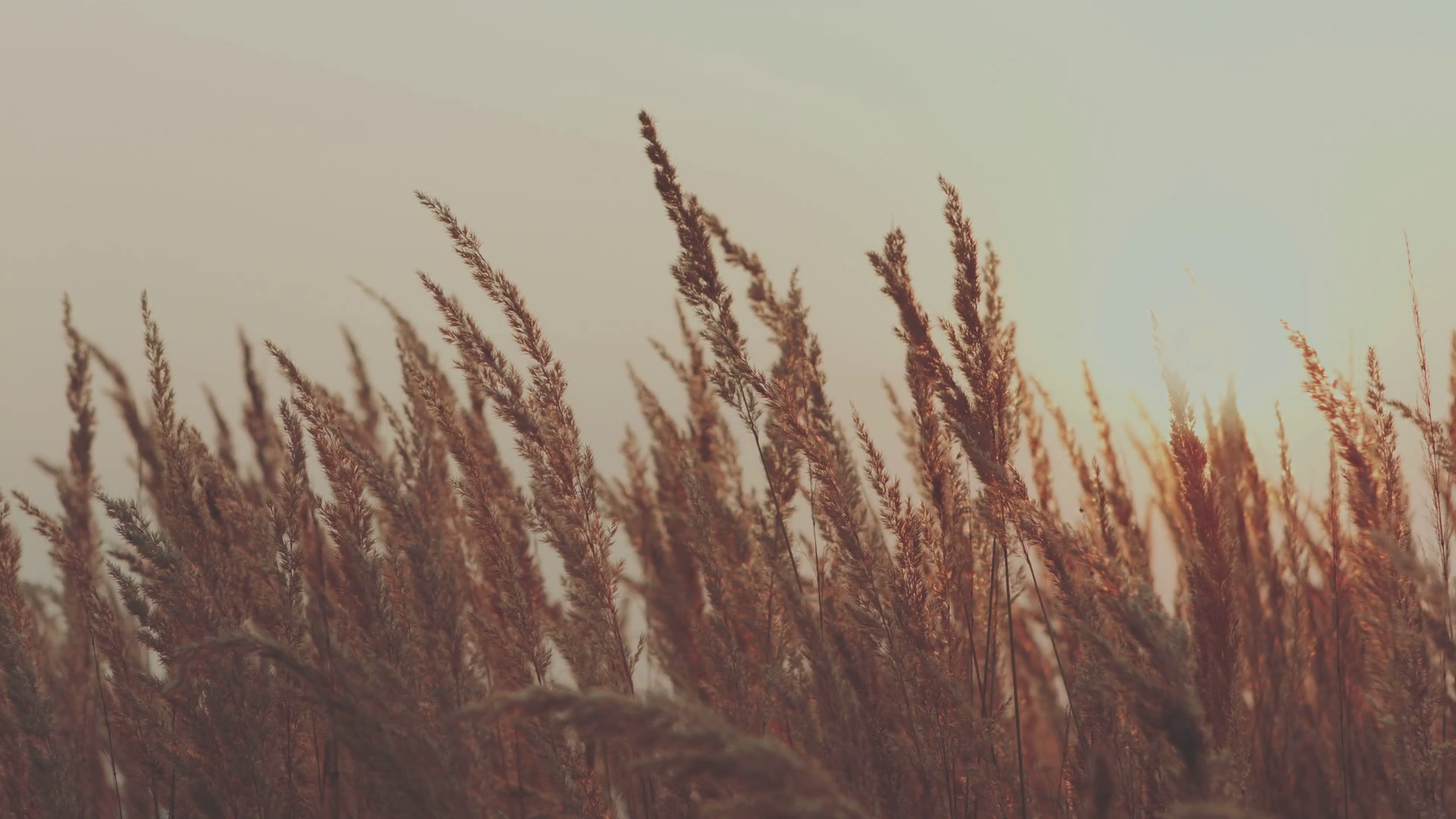 Cinematic Autumn Grass Wildflower Background Stock Footage SBV ...