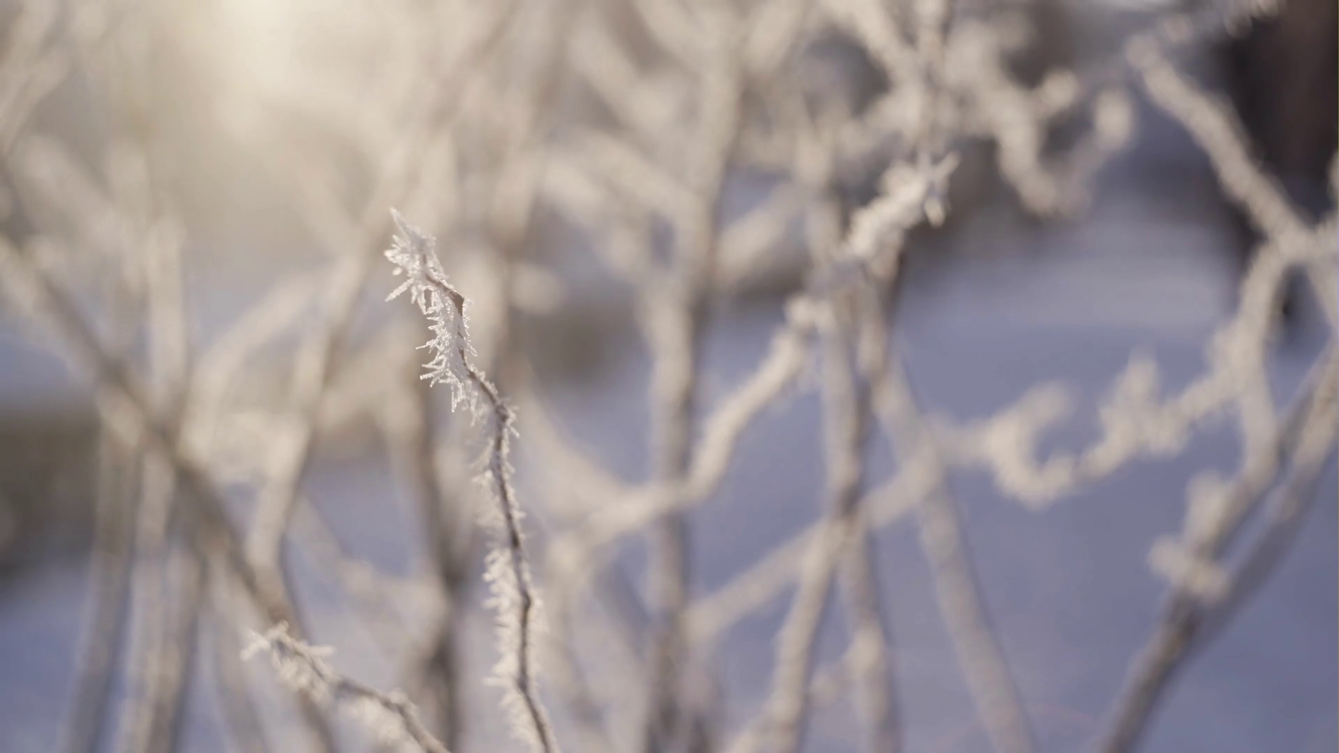 Icy Tree Branches Close-up In Sunlight Stock Footage SBV-347667540 ...