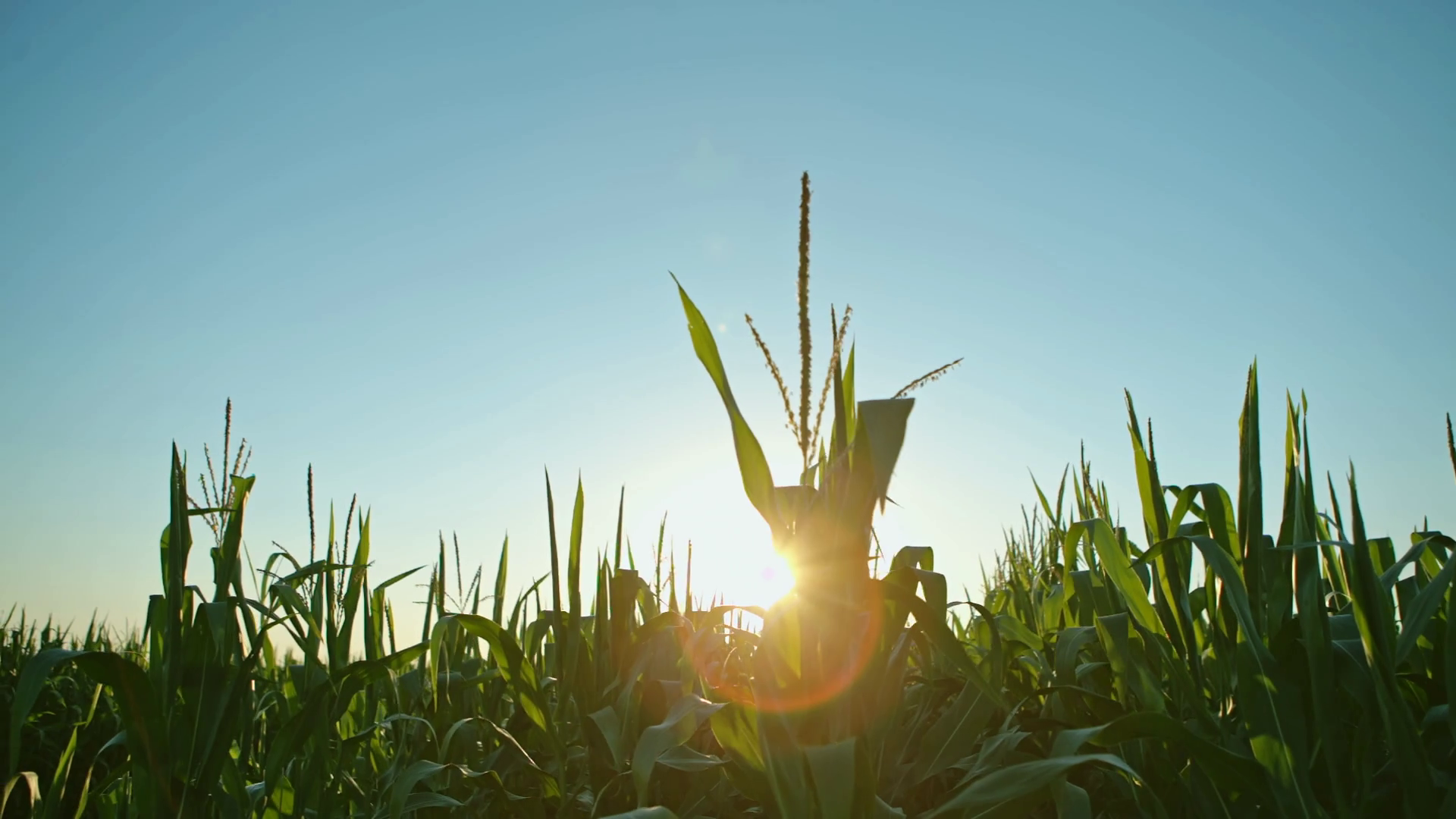 Growing Green Corn Field With Cloudy Blue Stock Footage SBV-347654792 ...