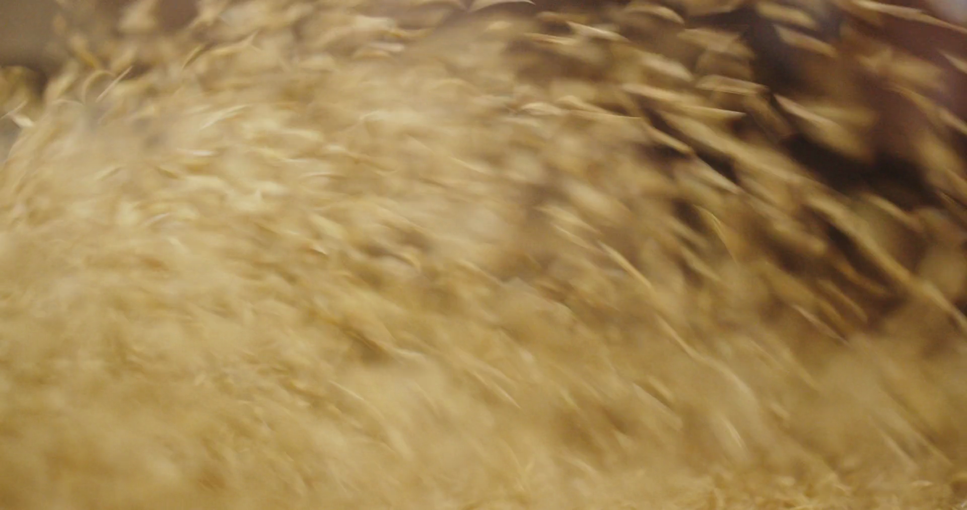 Dynamic Grain Movement - Cereal Seed Stock Footage SBV-348820379 ...