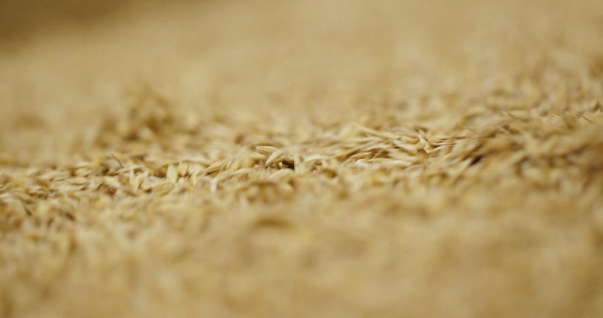 Optimizing Oat Grains: Detailed Insight Into Stock Footage SBV ...