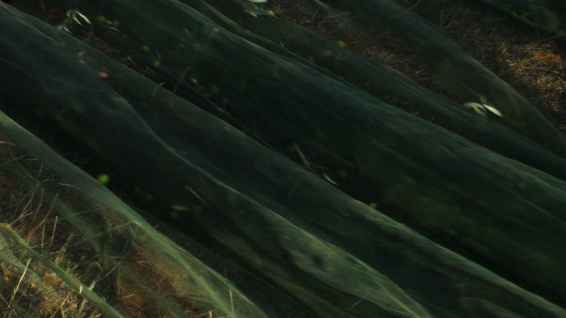 Olives On Mesh In Collecting Process Stock Footage SBV-348658049 ...