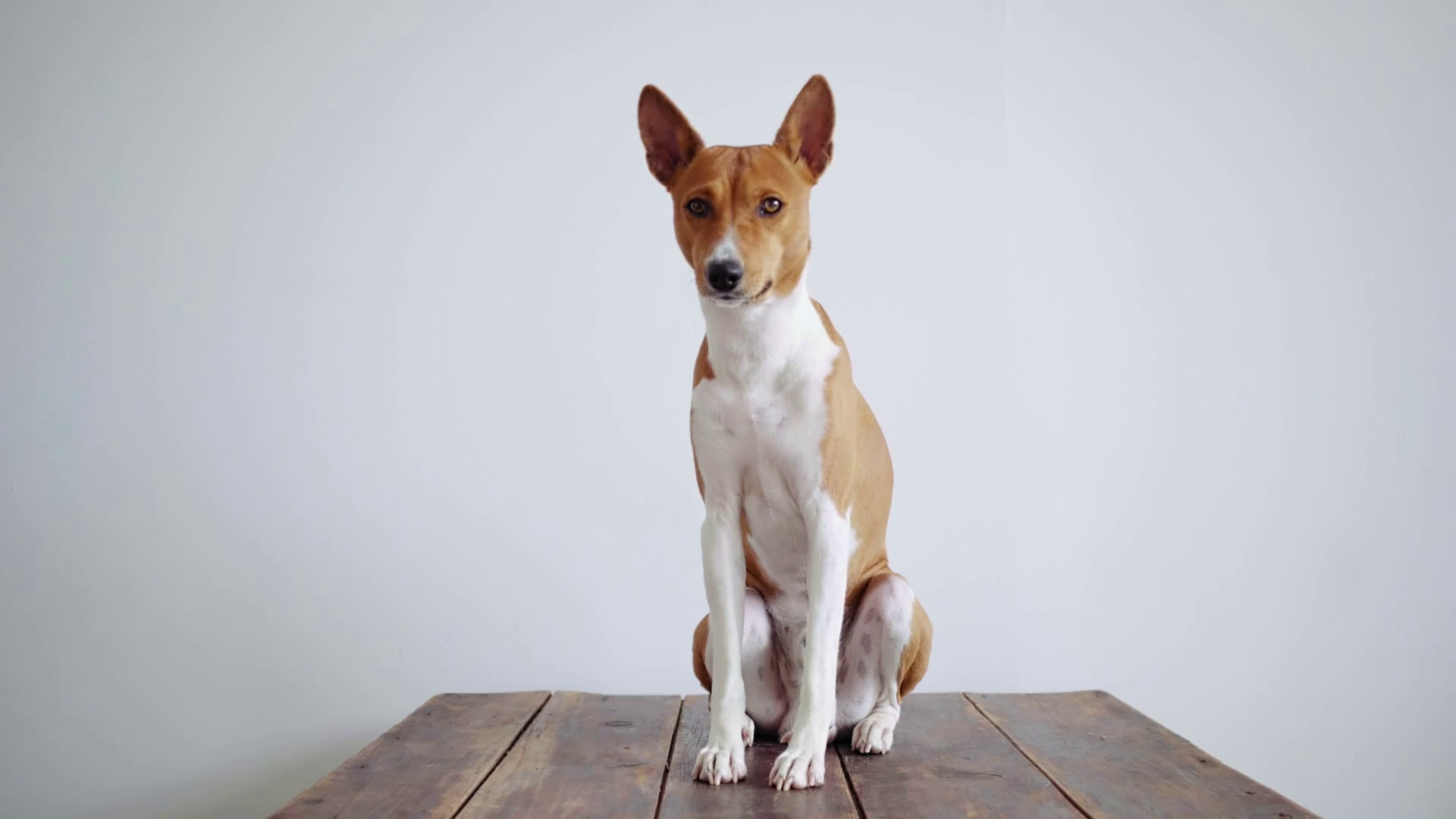 Very adorable and lovely basenji dog sits straight on top of wooden ...