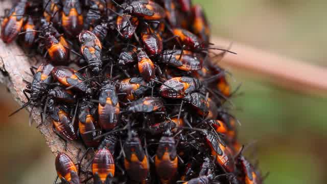 Assassin Bug Insect Group Molting Stock Footage: Royalty-Free Video ...