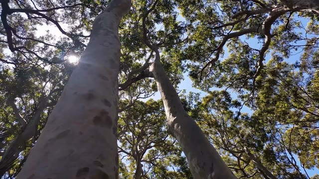 Fluffy Australian Tree Stock Footage: Royalty-Free Video Clips ...