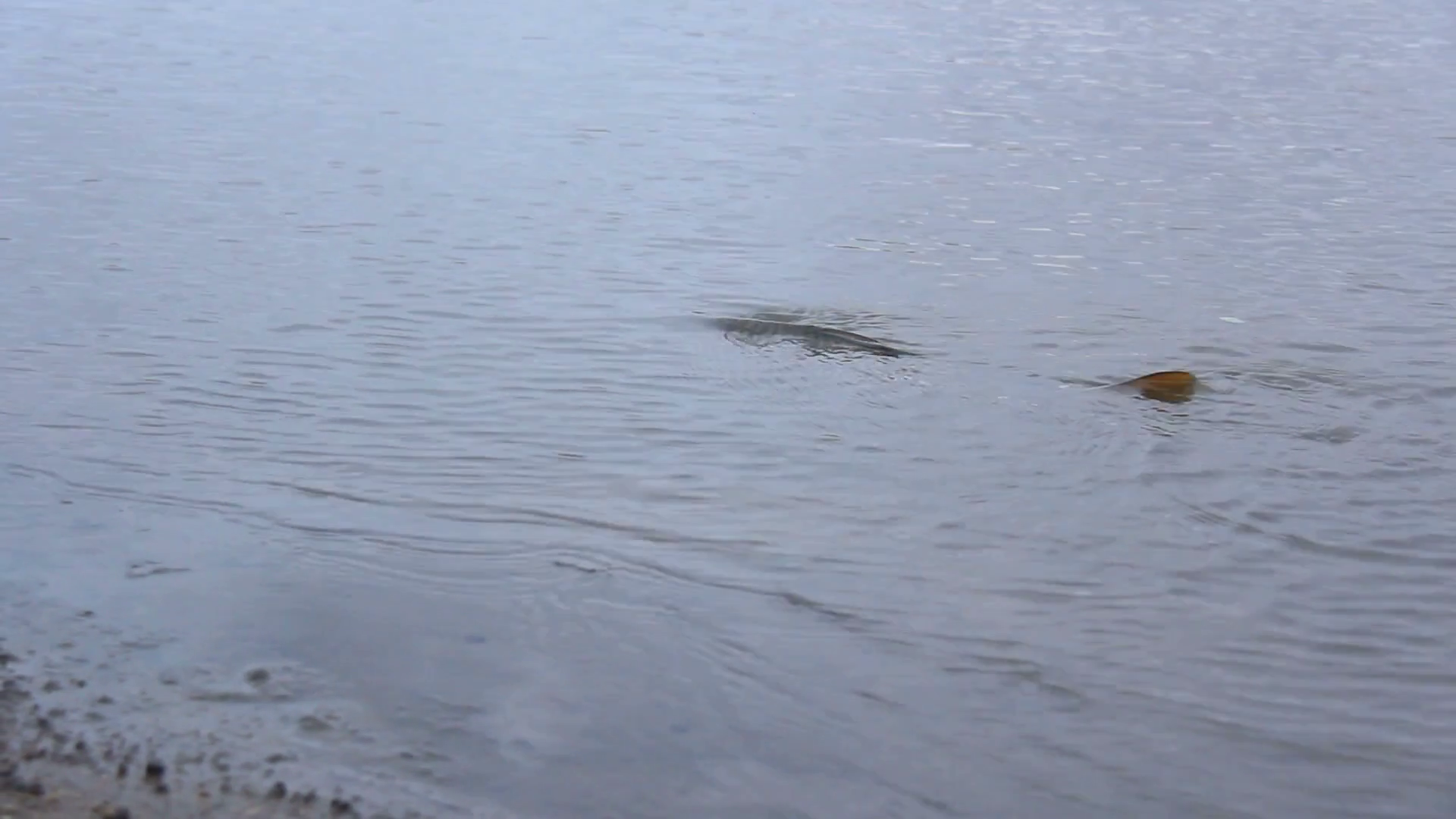 Big Fish Swimming Eating From Mud Can Be Stock Footage SBV-301119493 ...