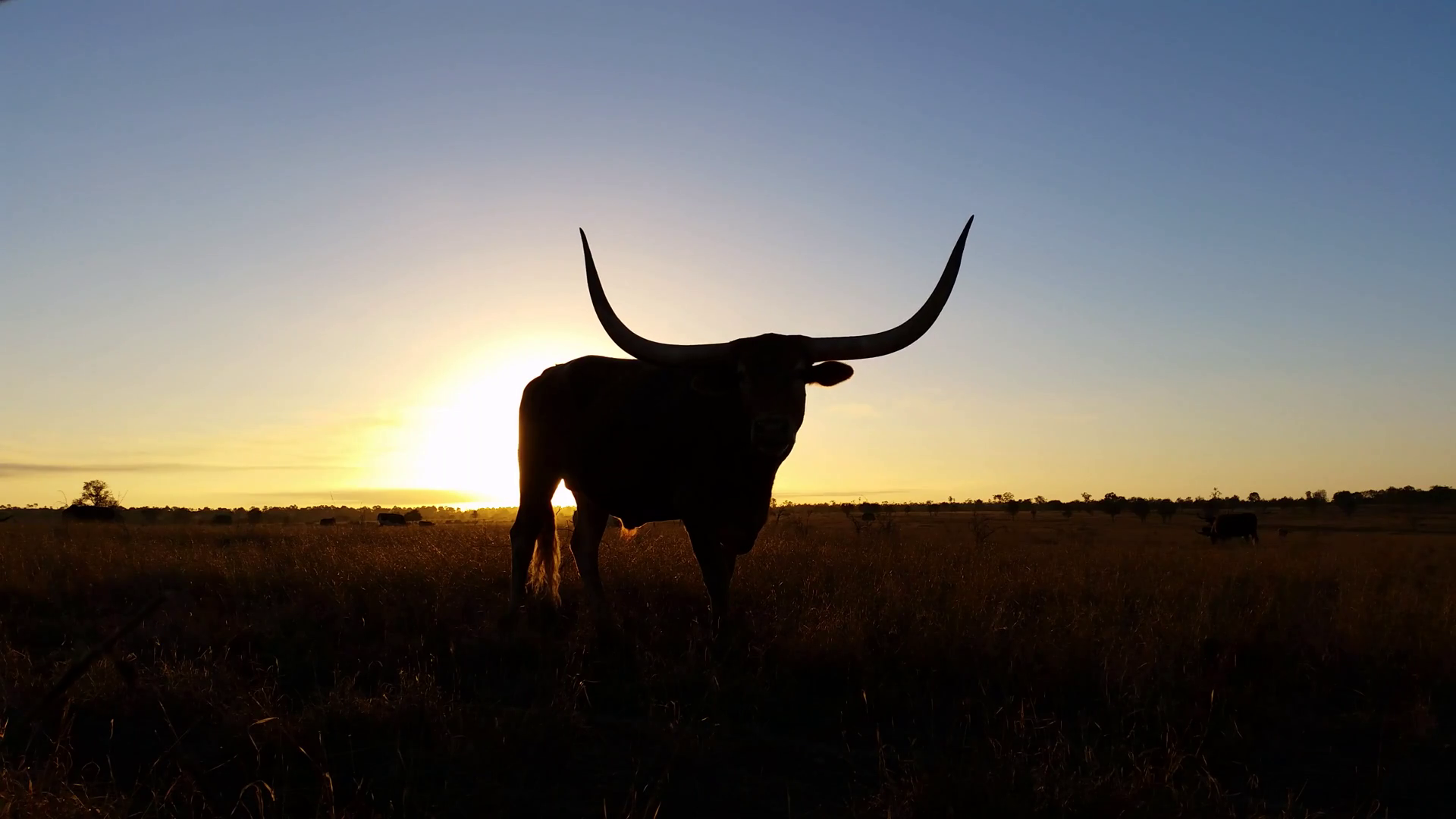 Cattle Cow Farming Texas Longhorn Sunset / Stock Footage SBV-300339392 ...
