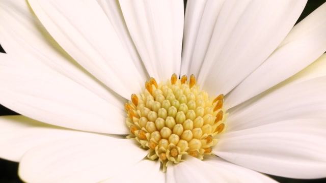 Blooming Flower Stock Footage: Royalty-Free Video Clips - Storyblocks
