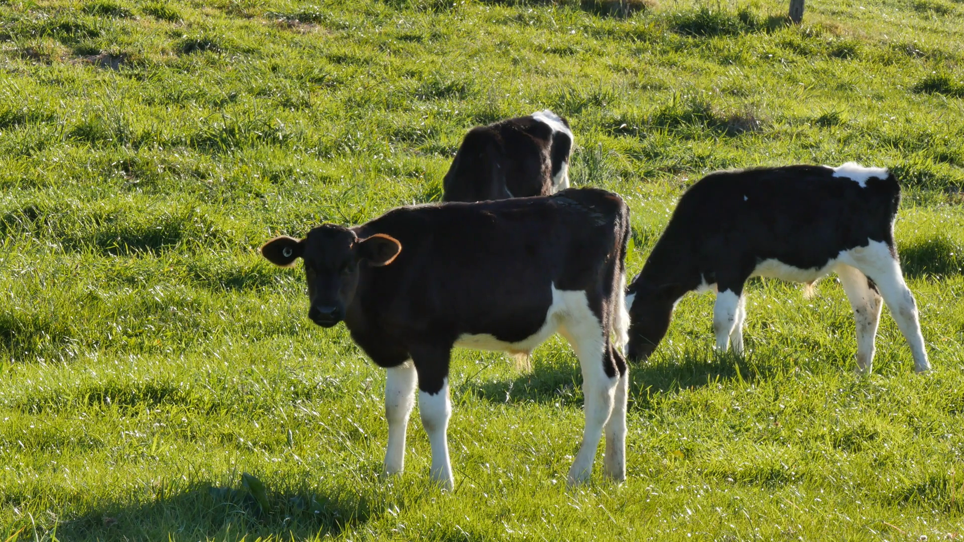 Cow calves in farm field Stock Video Footage 00:17 SBV-310279911 ...