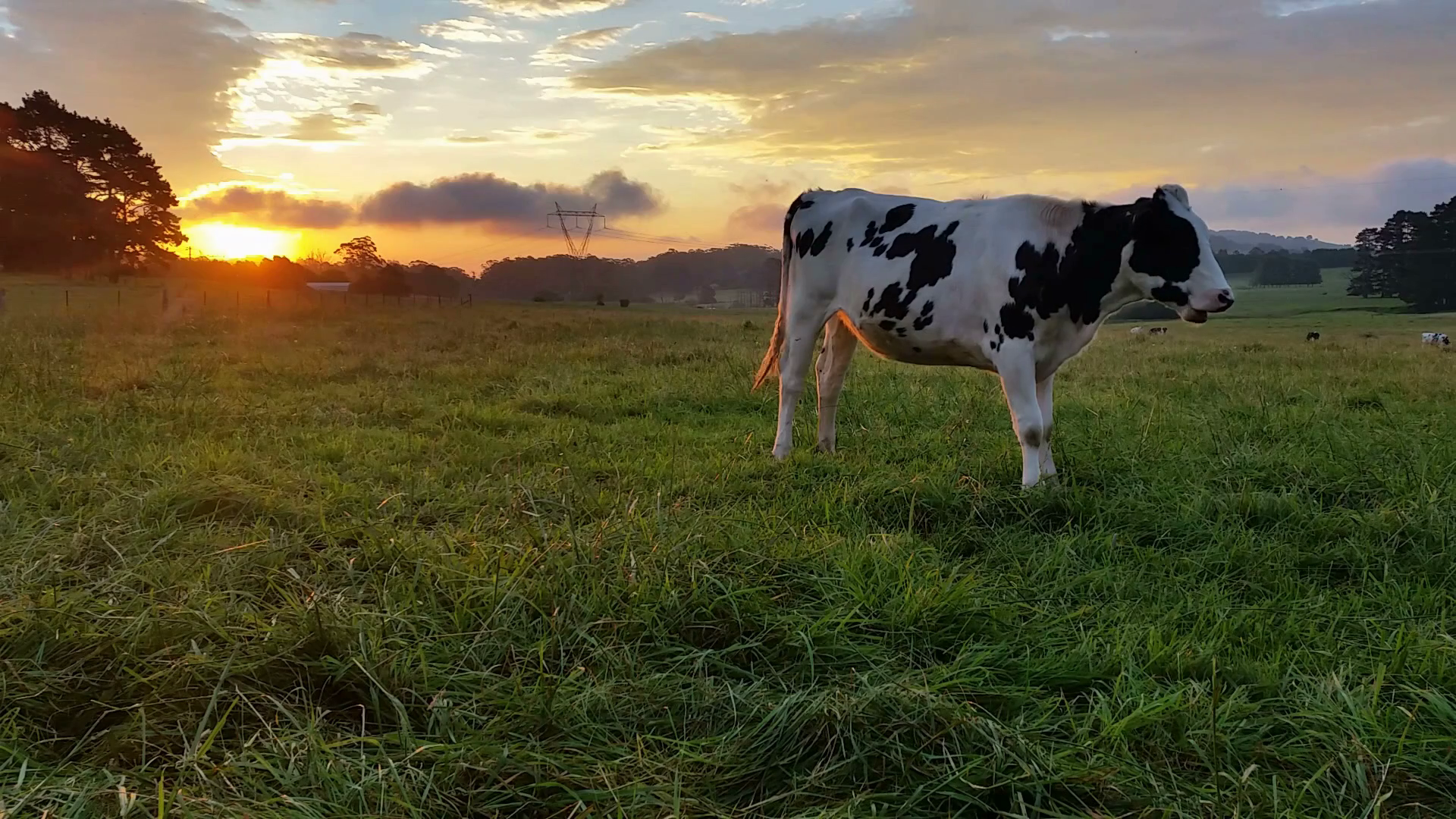 Dairy Cattle Cow Farming Sunset / Sunrise: Stock Footage SBV-300998454 ...