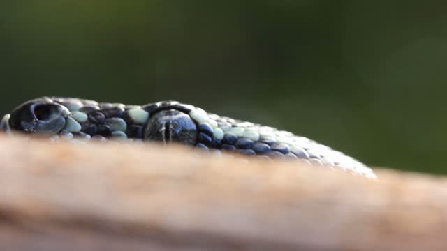 Snake Strike Stock Footage: Royalty-Free Video Clips - Storyblocks