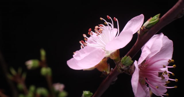 Flower Dying Time Lapse Falling Stock Footage: Royalty-Free Video Clips ...