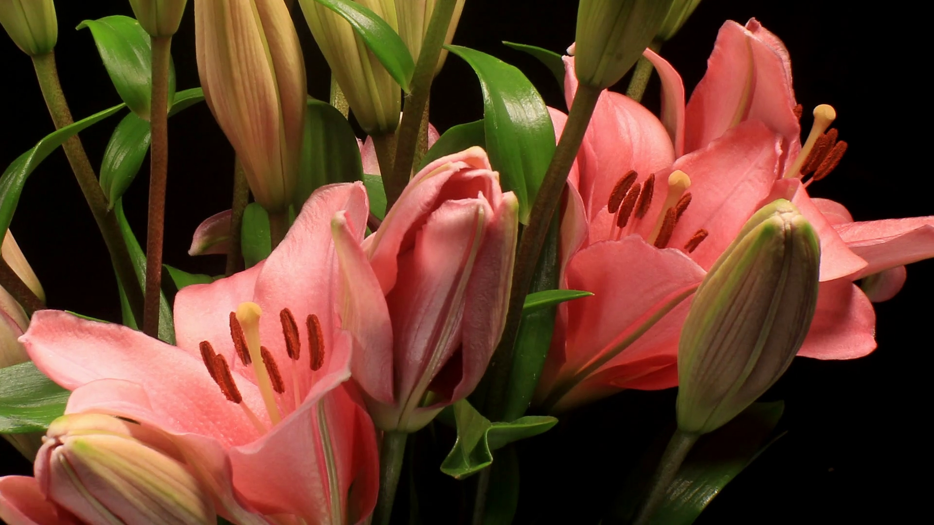 Flower Timelapse Blooming Lily Bouquet Stock Footage SBV-310237732 ...