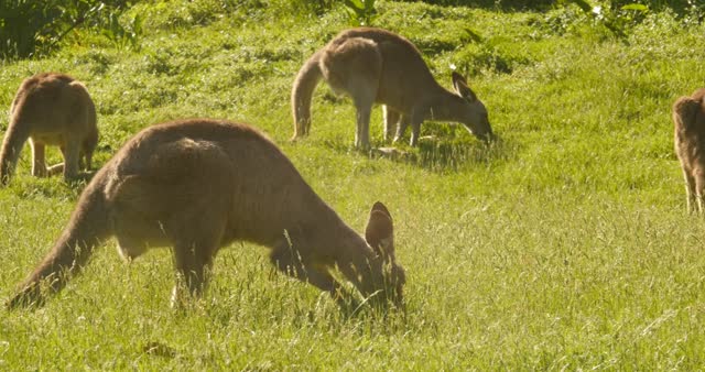 Animal Eating Stock Footage: Royalty-Free Video Clips - Storyblocks
