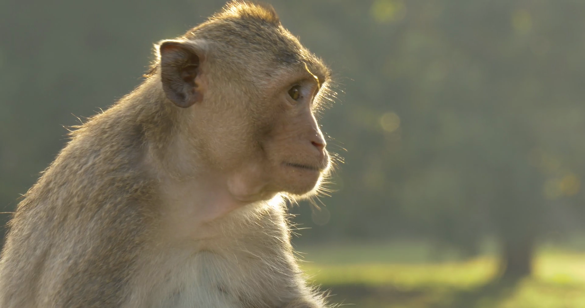 Monkey Eating Angkor Wat Cambodia Ancient Stock Footage SBV-304655303 ...