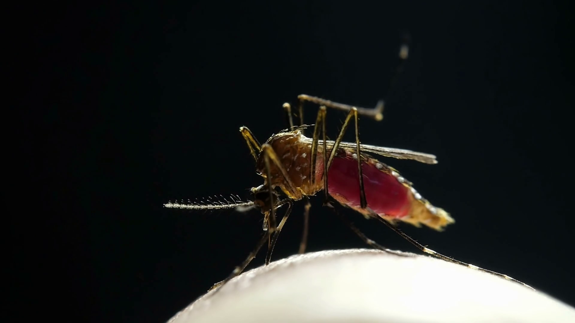 Mosquito Drinking Blood Stock Footage SBV-310522477 - Storyblocks
