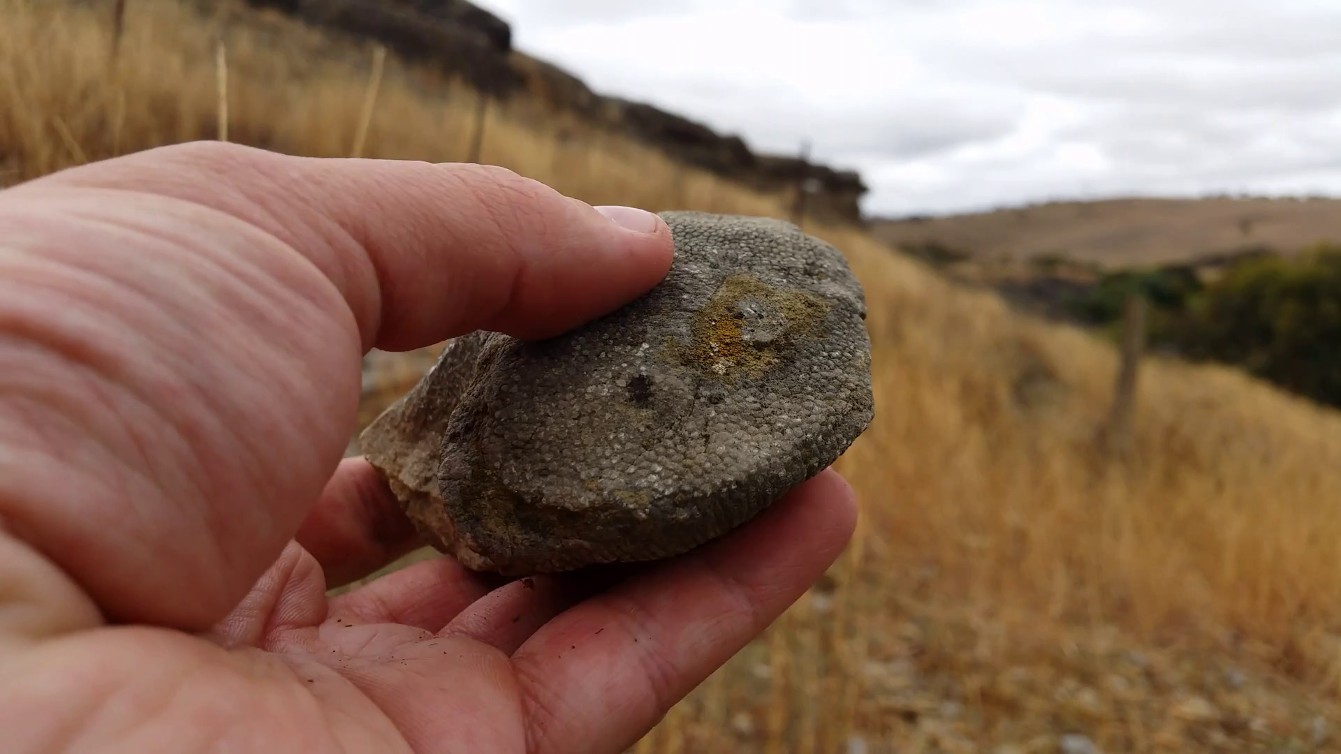 Paleontology Dig Fossil Excavation and Extraction: Paleontology dig ...