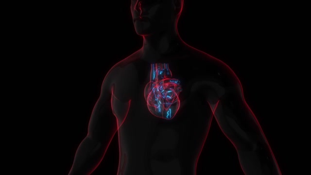 Human Heart Animation Stock Footage: Royalty-Free Video Clips - Storyblocks
