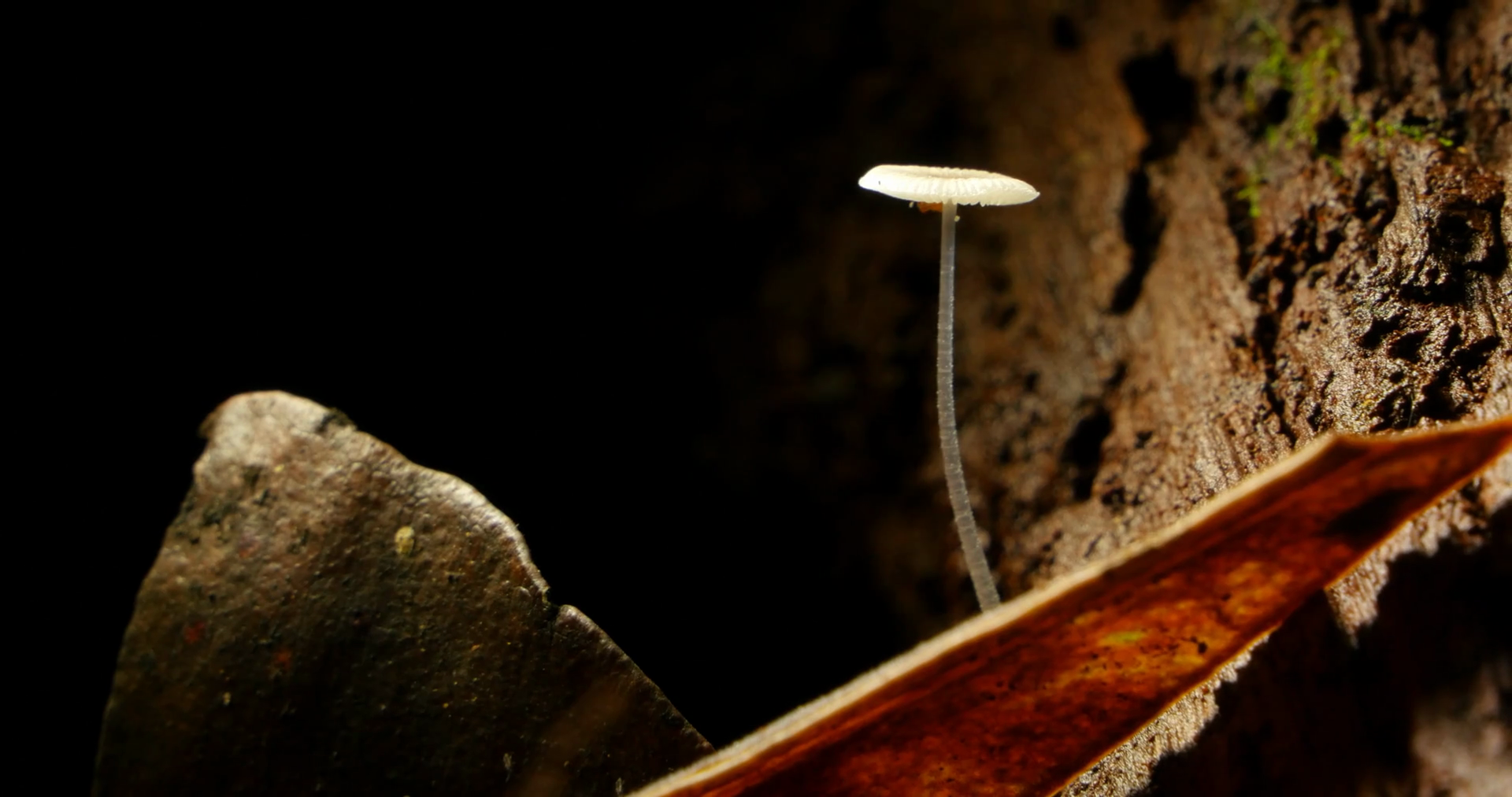A Fungus Fungi Funguses Is Member Of Stock Footage SBV-313702871 ...