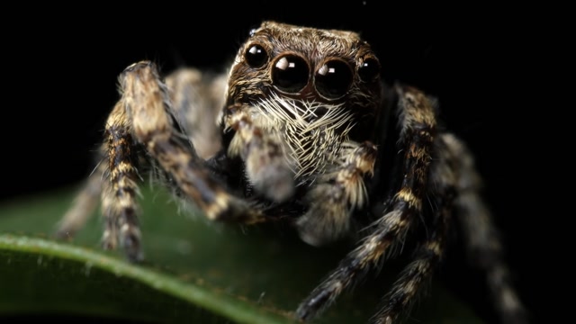 Scholastic News Spider Stock Footage: Royalty-Free Video Clips ...