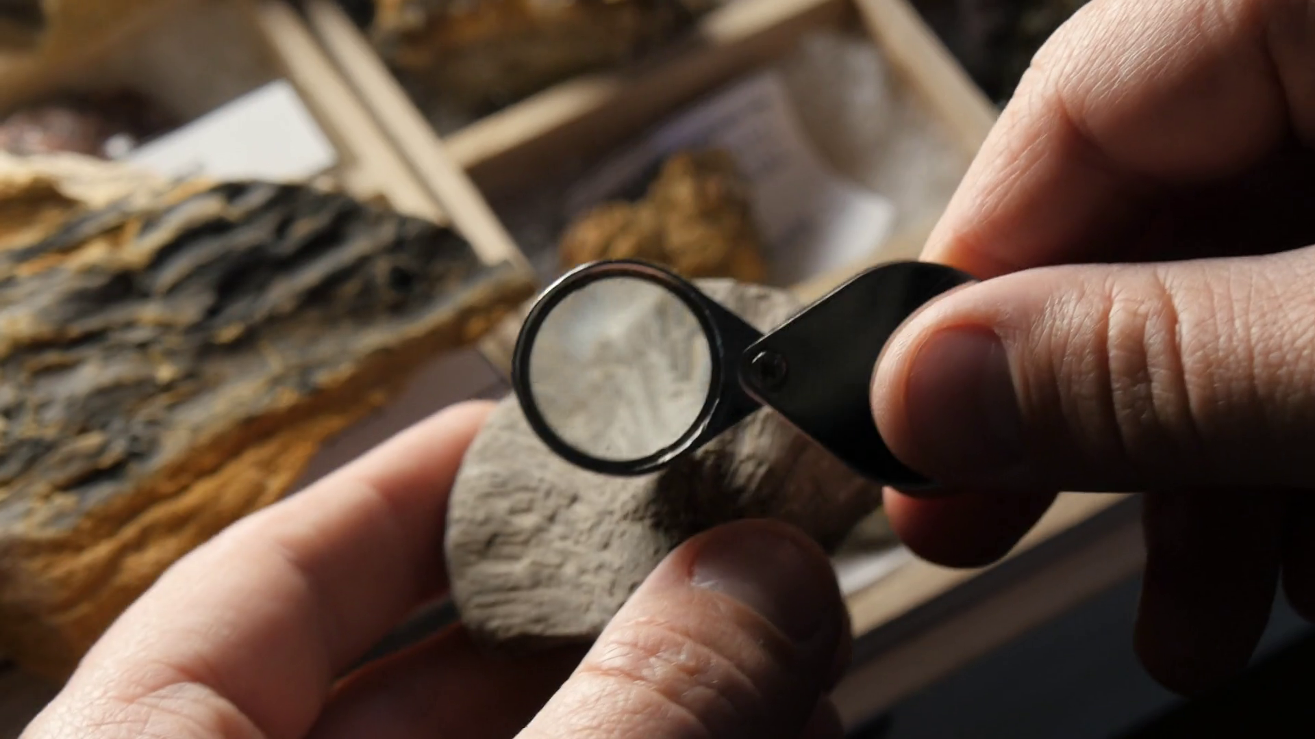 Ancient Sea Creature Paleontologist Studying Stock Footage SBV ...