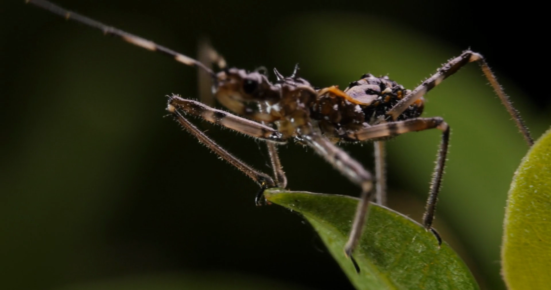 Assassin Bug Suborder Heteroptera Of Order Stock Footage SBV-314049621 ...