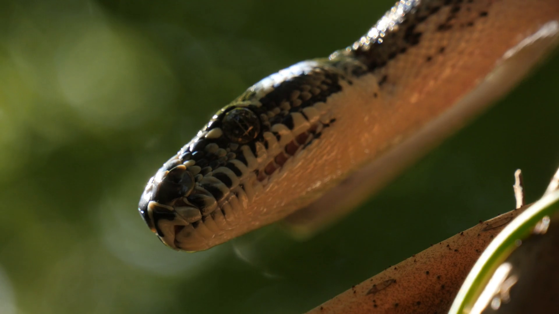 Australian non-venomous Diamond Python snake Stock Video Footage 00:15 ...