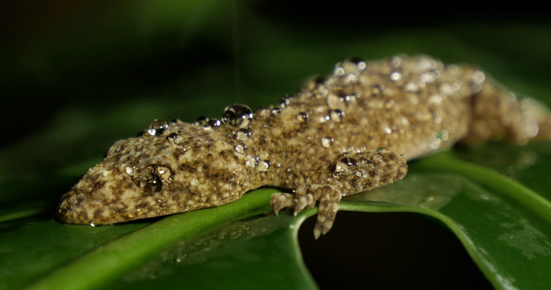 Broad-tailed Gecko Lizard Reptile Stock Footage SBV-313887069 - Storyblocks