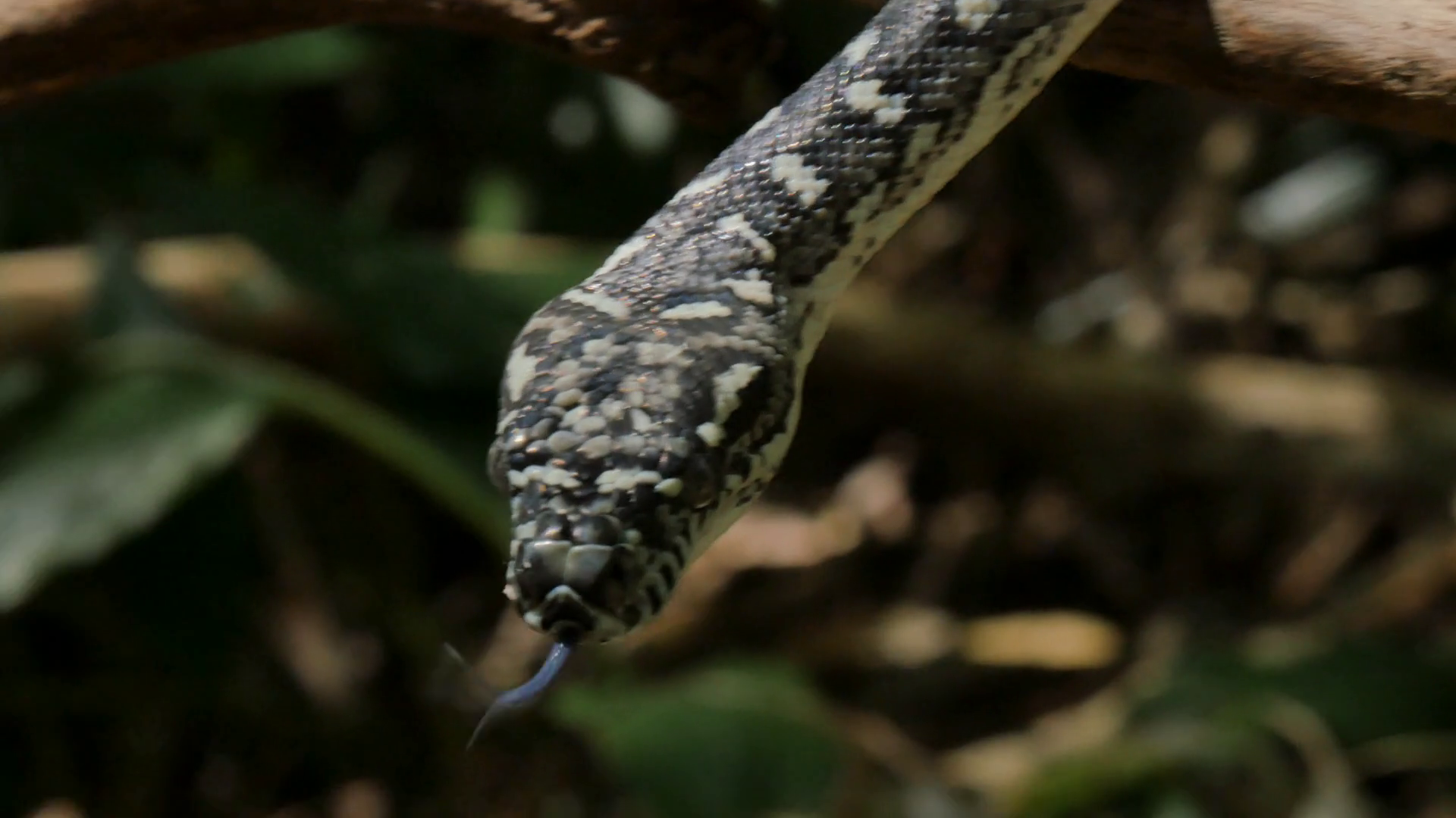 Closeup Of Snake Pit Organs Eyes Mouth Stock Footage SBV-313895678 ...