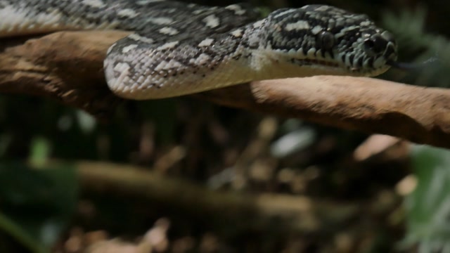 Venomous Snake Stock Footage: Royalty-Free Video Clips - Storyblocks