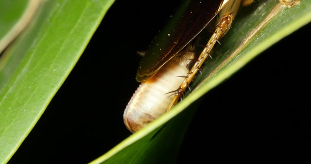 Bug Egg Stock Footage: Royalty-Free Video Clips - Storyblocks