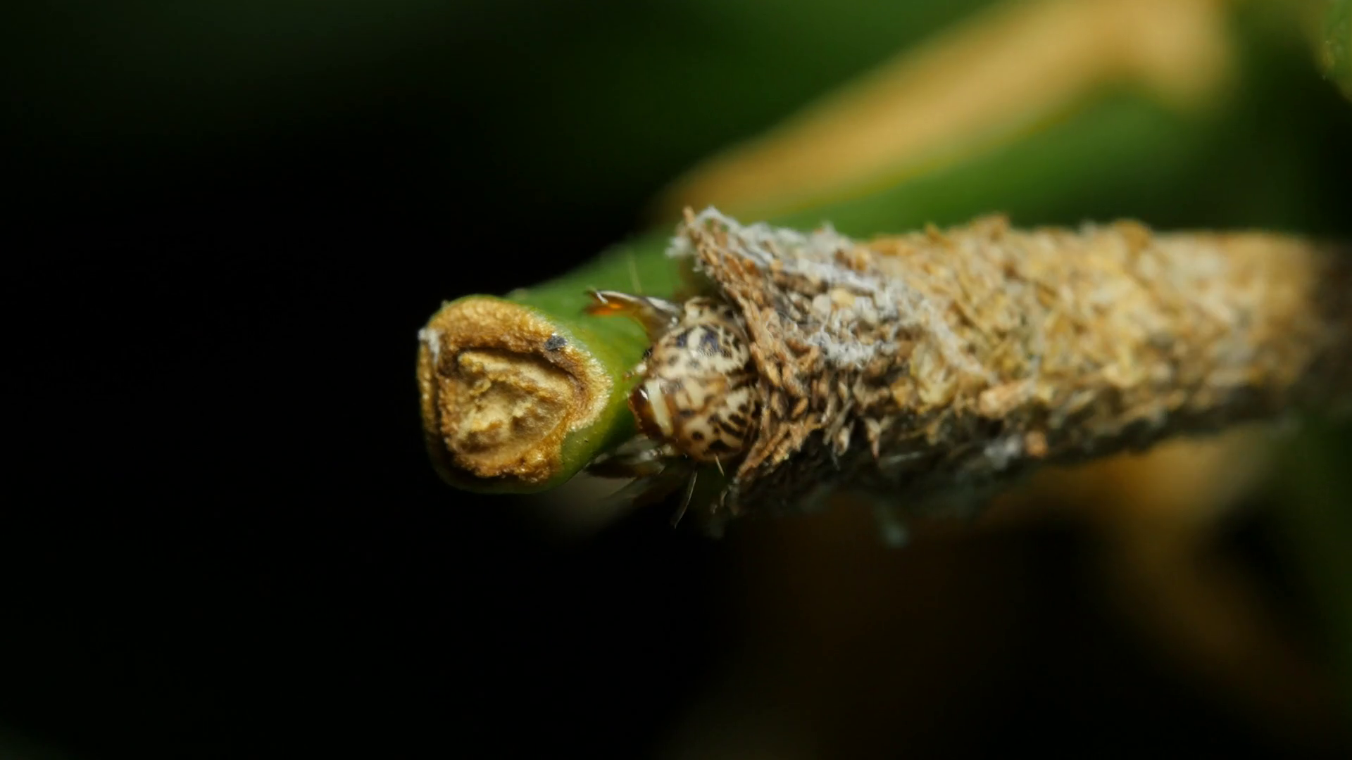 Cone Case Moth Psychidae Caterpillar Insect Stock Footage SBV-313931553 ...