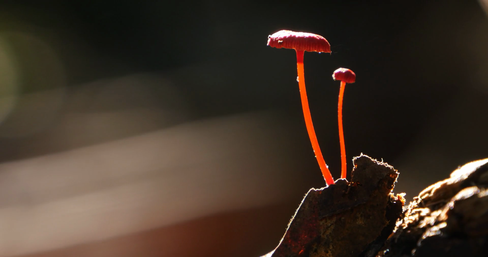Fungi Mushroom Toadstools Spore-bearing Stock Footage SBV-313702911 ...