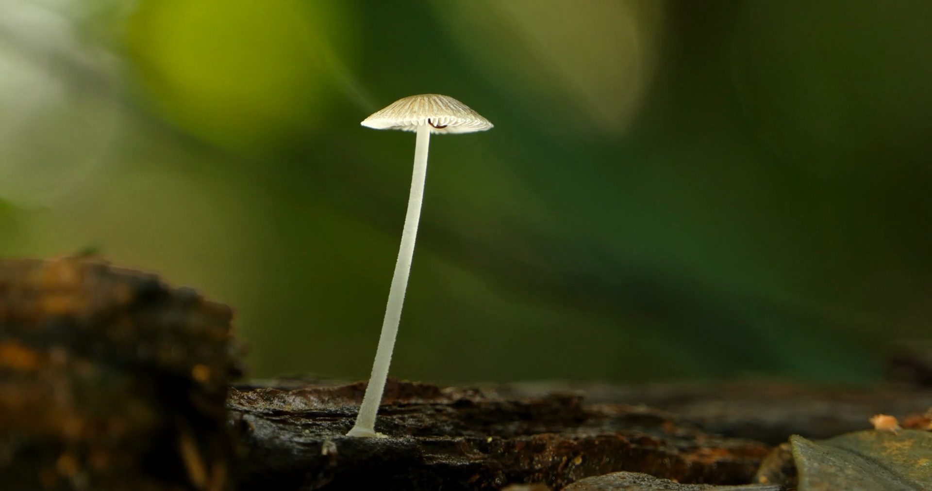 Fungi Mushroom Toadstools Spore-bearing Stock Footage SBV-313702821 ...