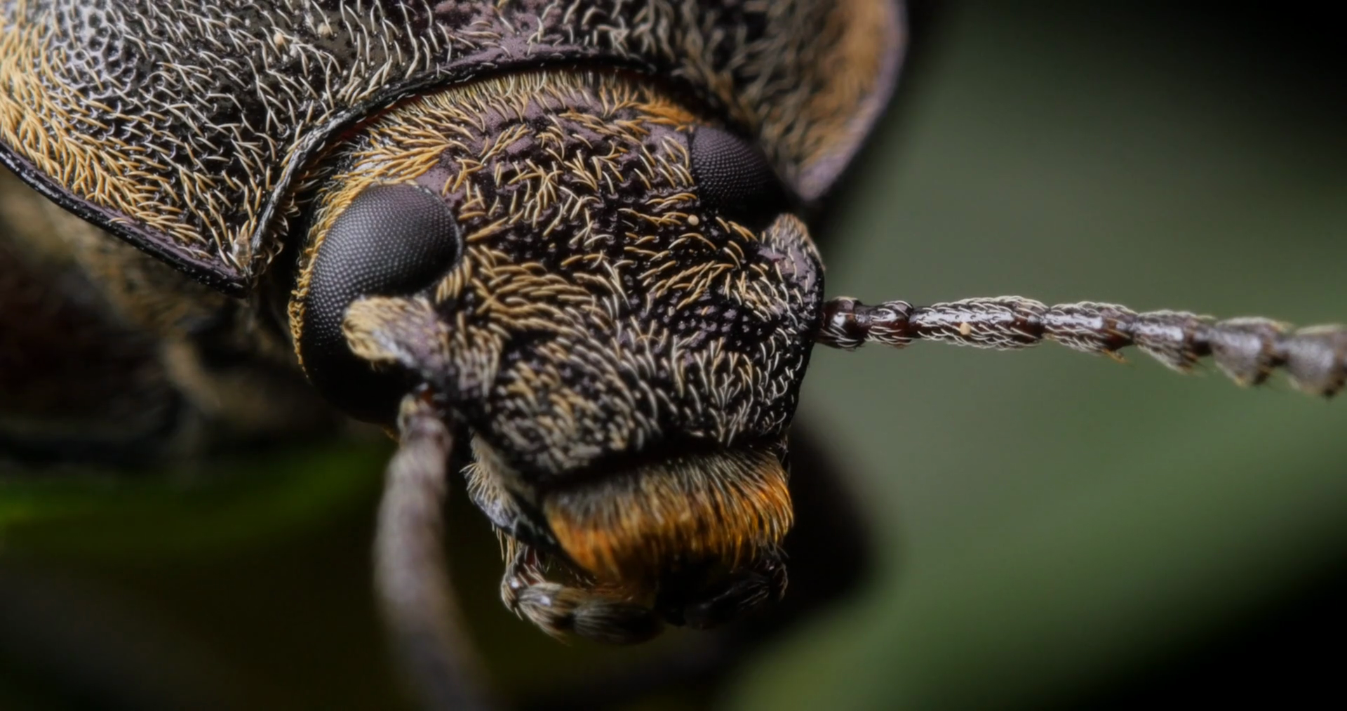 Hairy Bark Beetle Macro Closeup Stock Footage SBV-314057775 - Storyblocks