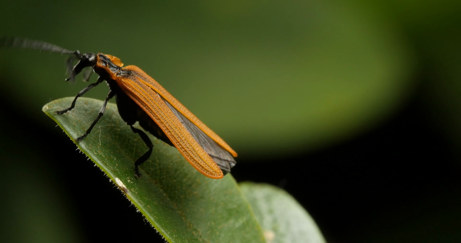 Long-nose Lycid Beetle insect macro footage Stock Video Footage 00:09 ...