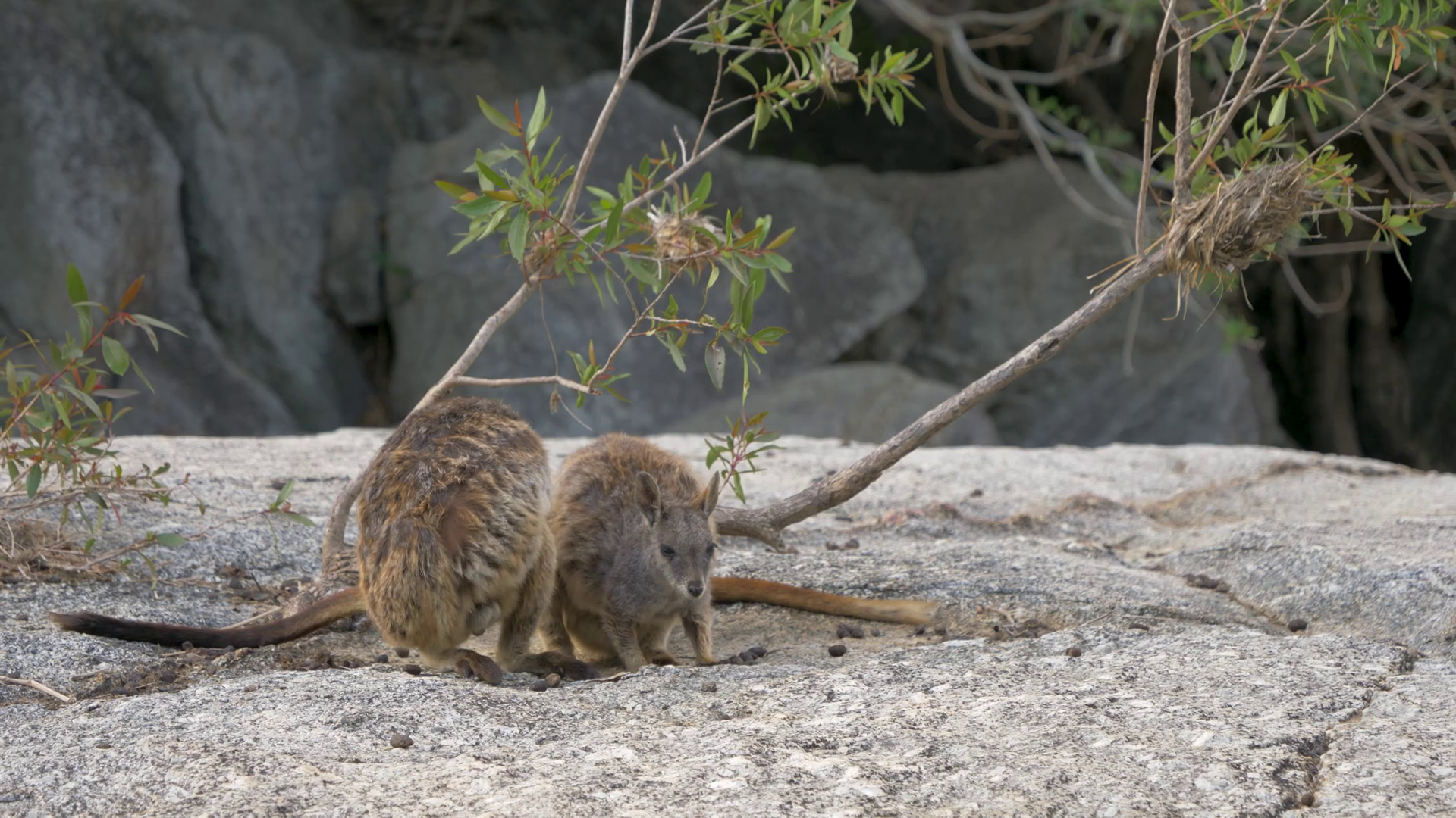 Mareeba Rock-wallaby Native Kangaroo Stock Footage SBV-329481164 ...