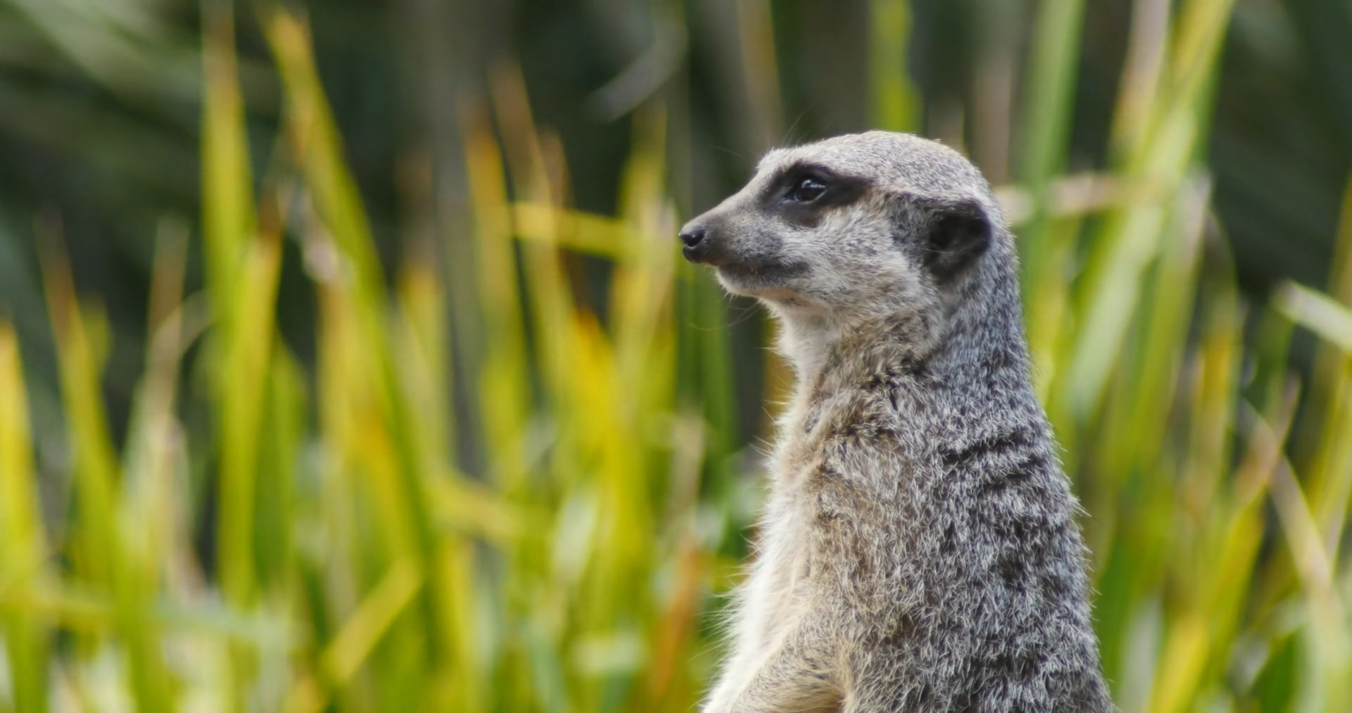 Meerkat On Lookout African Wildlife Animal Stock Footage SBV-314314708 ...