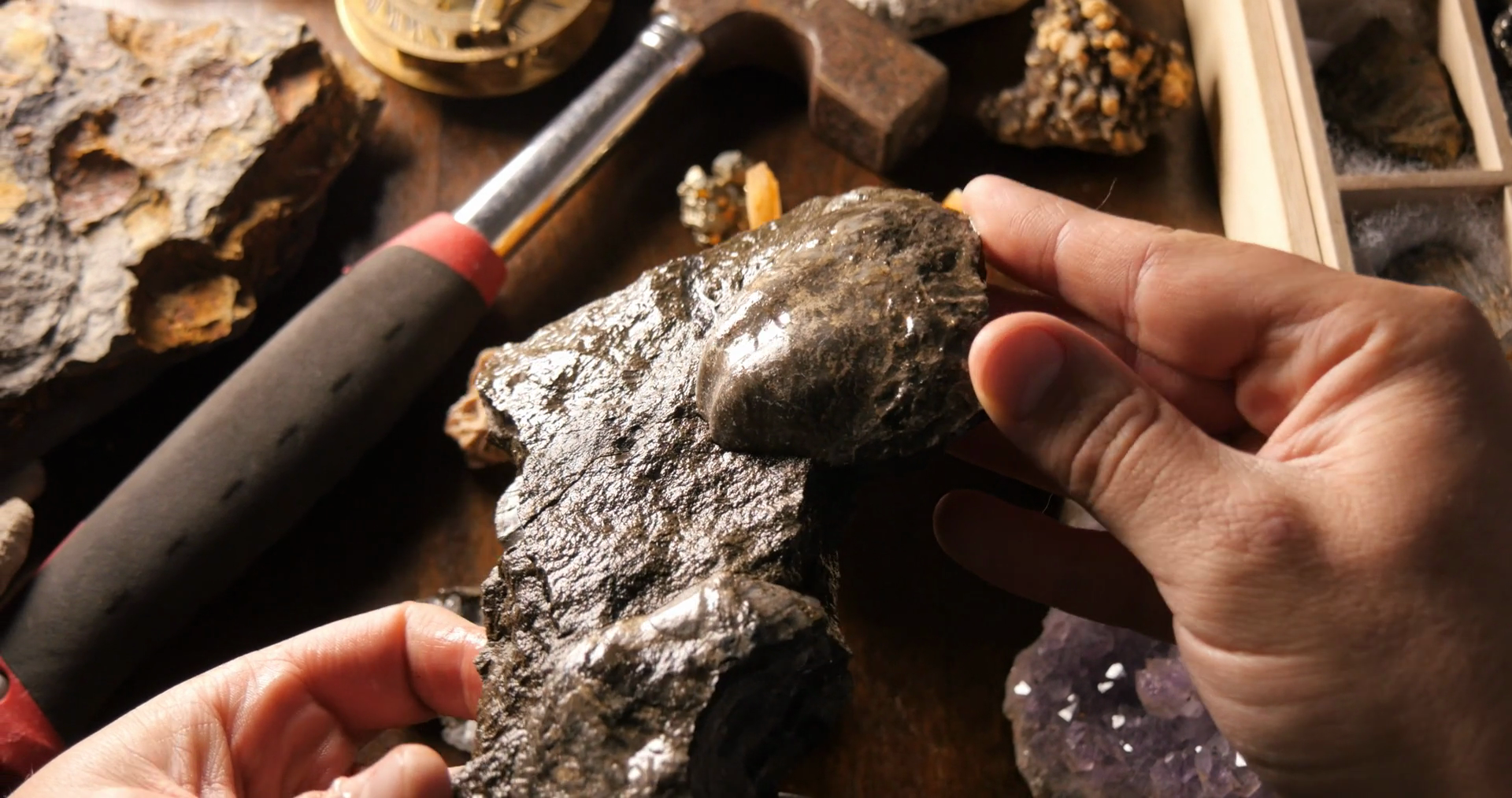 Paleontologist studying fossil from prehistoric time Stock Video ...
