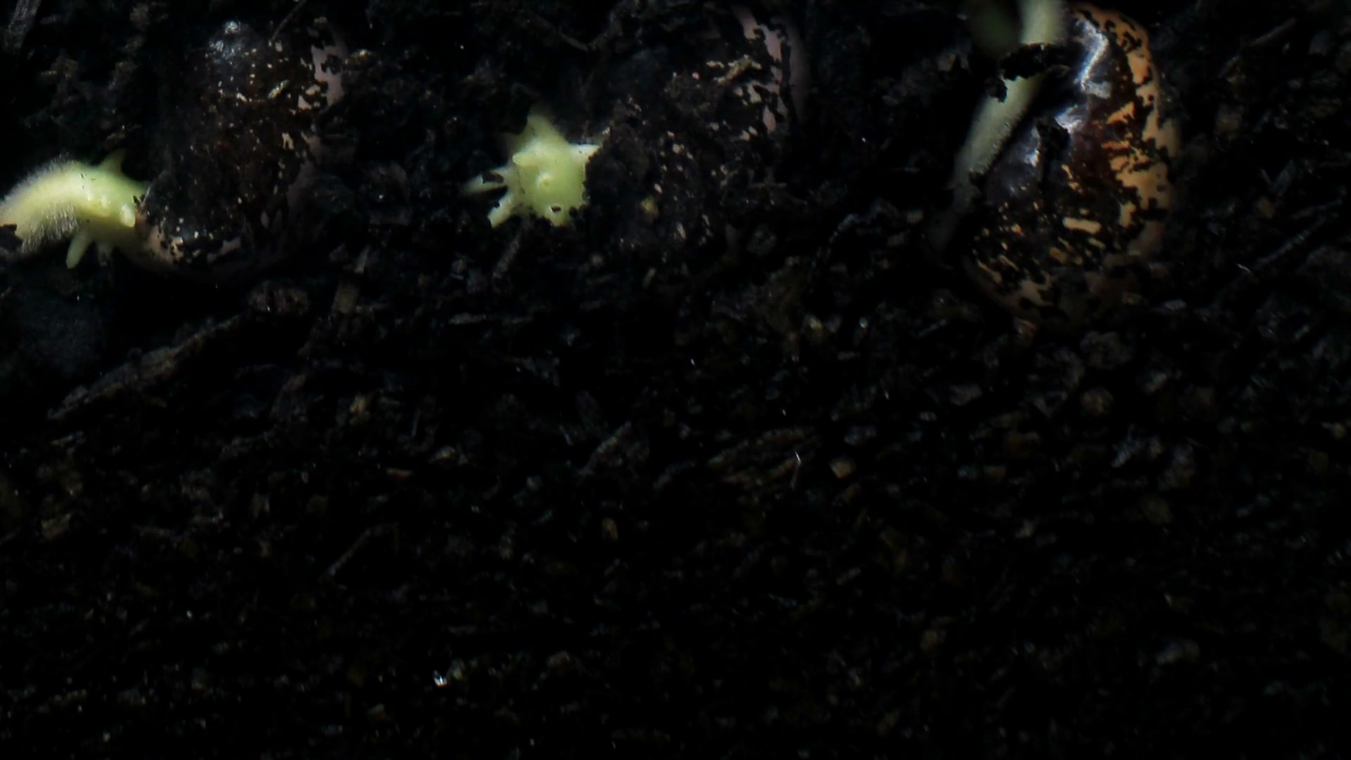 Plant Seed Growing Underground Hypogeal Stock Footage SBV-313895920 ...