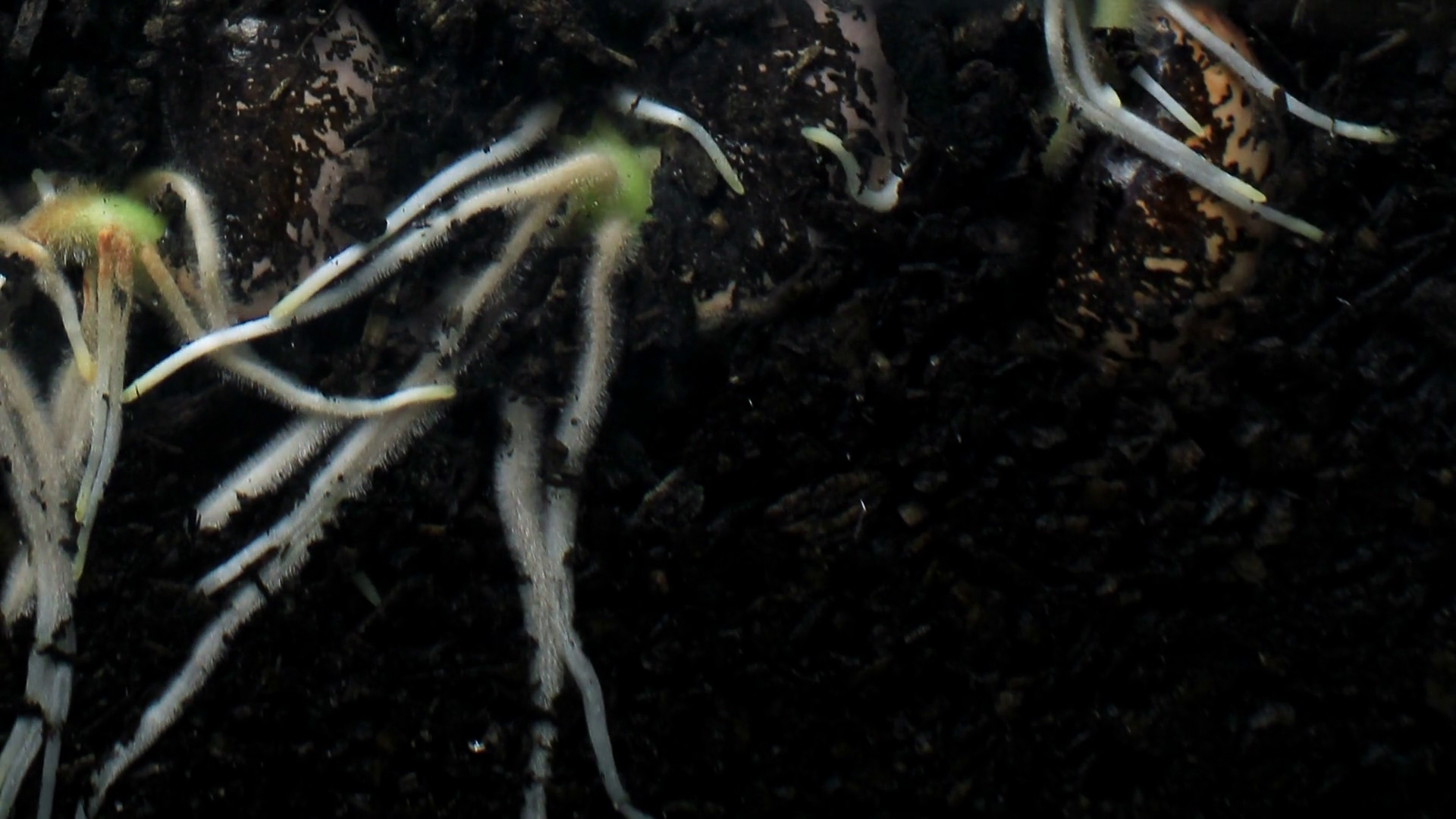 plant seed growing underground hypogeal germination time lapse Stock ...