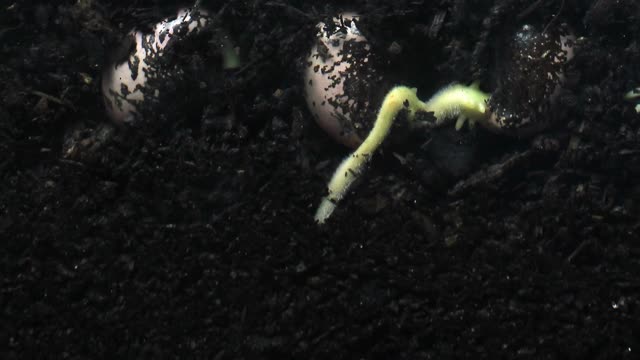 Time Lapse Seed Germination Stock Footage: Royalty-Free Video Clips ...