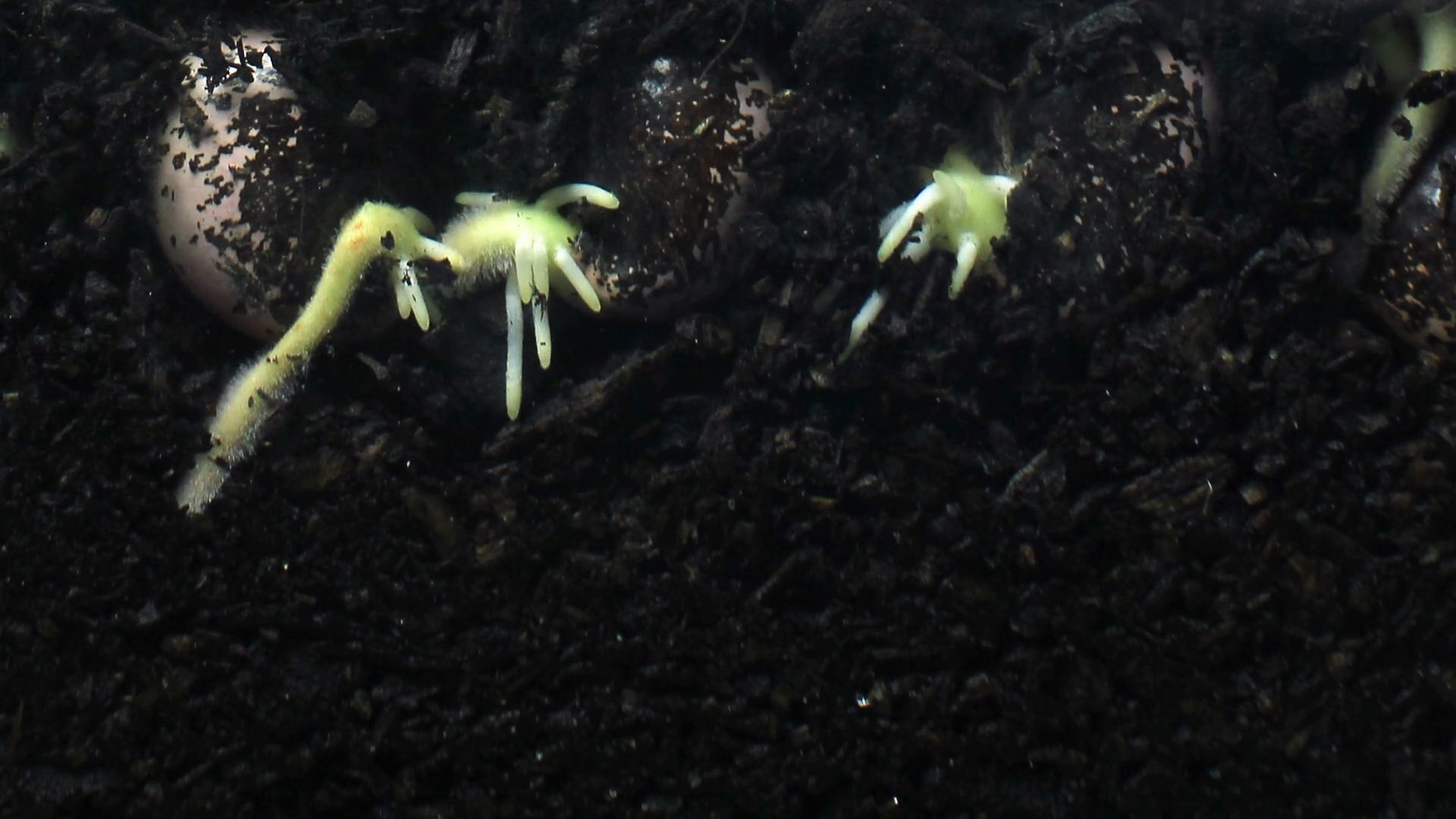 Plant seed root growing underground hypogeal germination time lapse ...