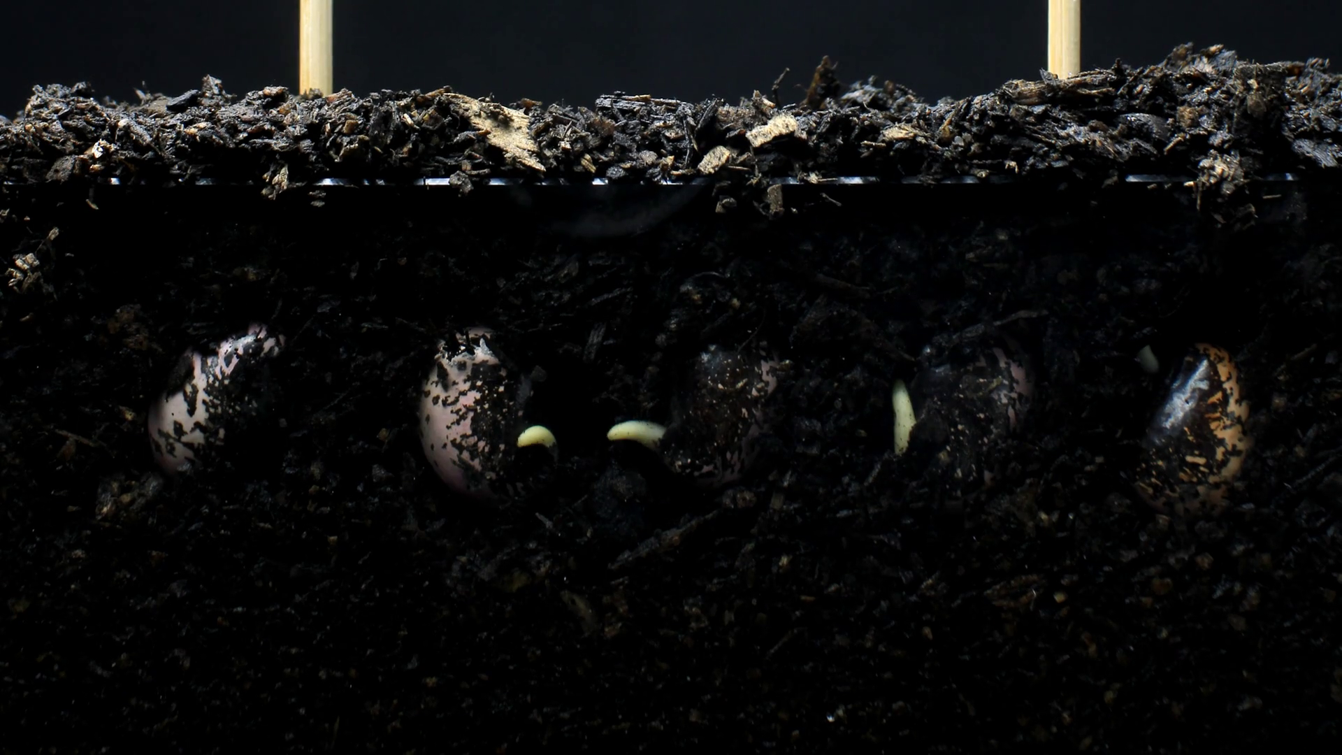 Plant Seed Roots Growing Underground Stock Footage SBV-313890006 ...